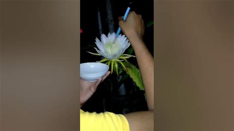 ড্রাগন ফুলের পরাগায়ন Dragon Flower Pollination Dragon Flower Pbpikuvlogs Youtube