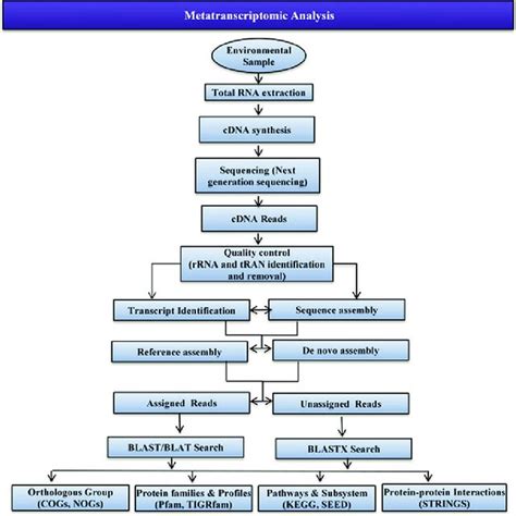 Flow Chart Showing The Metatranscriptomic Analysis Of Endophyte Download Scientific Diagram