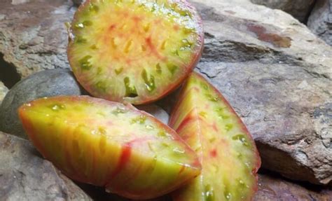 3 Different Tomato Leaf Types Potato Regular And Rugose By Bounty