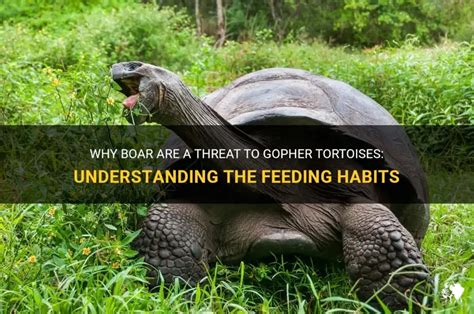 Why Boar Are A Threat To Gopher Tortoises Understanding The Feeding