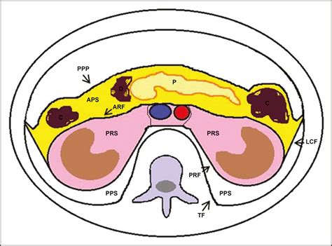 Retroperitoneal Organs List