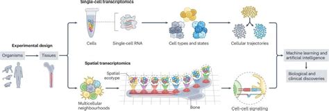 热点综述 利用单细胞和空间转录组学分析细胞身份和组织结构 知乎