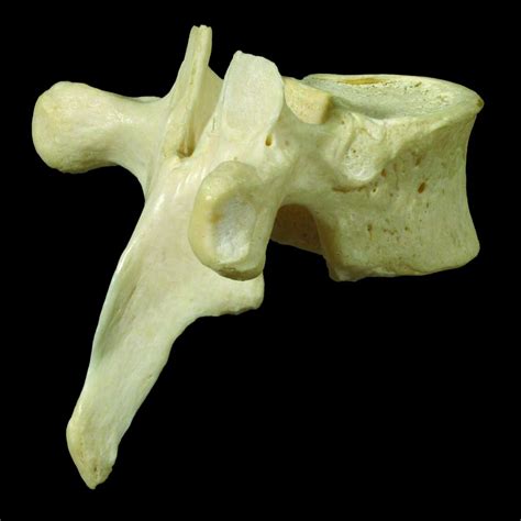 Thoracic Vertebra Typical Learn Muscles