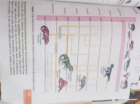 Figure 710 Representative Evolutionary History Of Vertebrates Through Ge