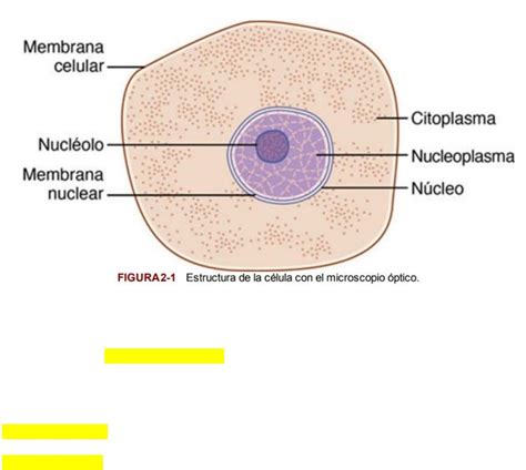 Nucleoplasma Estructura Histoweb