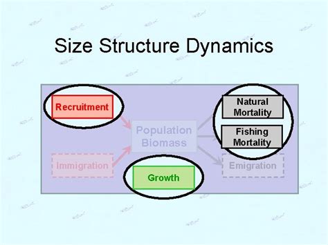 Size Structure Dynamics Natural Mortality Recruitment Population Biomass