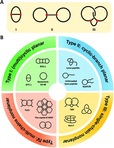 Peptide Protein Based Macrocycles From Biological Synthesis To Biomedical Applications Pmc