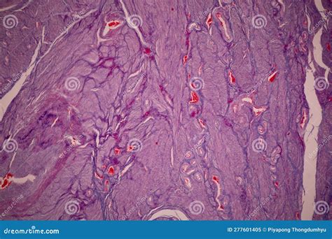 Uterus Human Uterine Tube Human Placenta Human And Umbilical Cord Human Under The Microscope