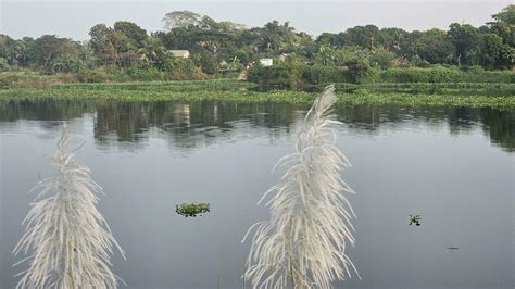 A River With Tall Grass And Tall Reeds Close Up Of Tall Grass At The