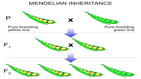 Mendelian Inheritance