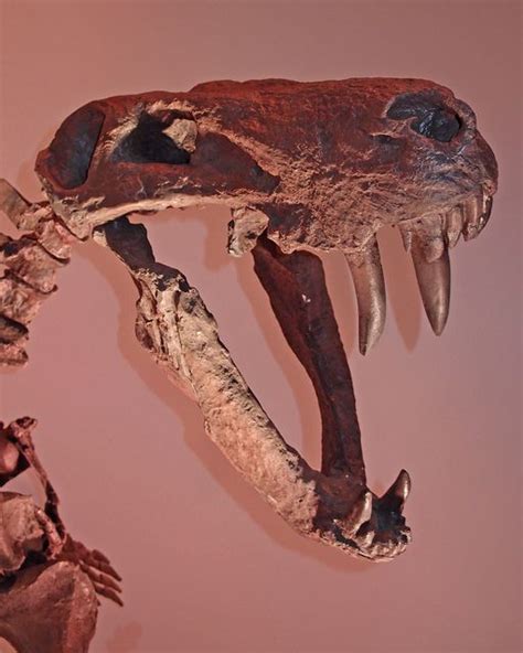 Gorgon Proto Mammal Houston Museum Of Natural Science Usa Prehistoric