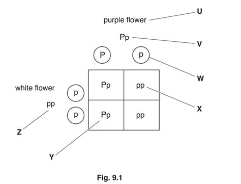 Igcse Biology 0610 17 4 Monohybrid Inheritance Igcse Style