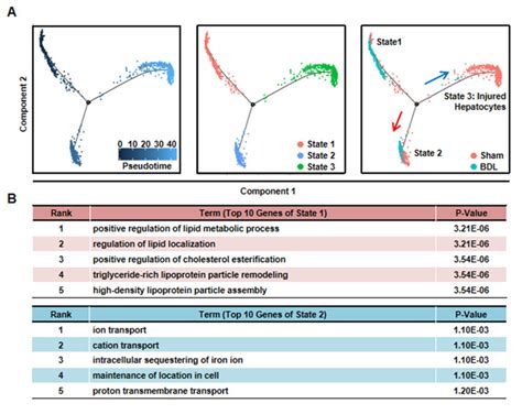 pseudotime analysis indicated hepatocyte function transformation during