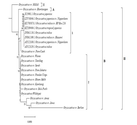 Phylogenetic Tree Reconstruction Based On The Rbcl Gene With Genetic