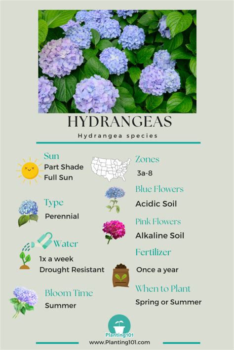 Beginners Guide How To Care For Your Hydrangea Videos And Infographic Planting 101