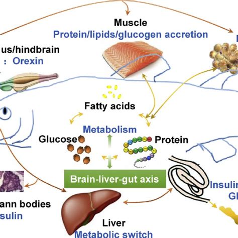 Protein Carbohydrate And Lipid Metabolism And Communication In Fish