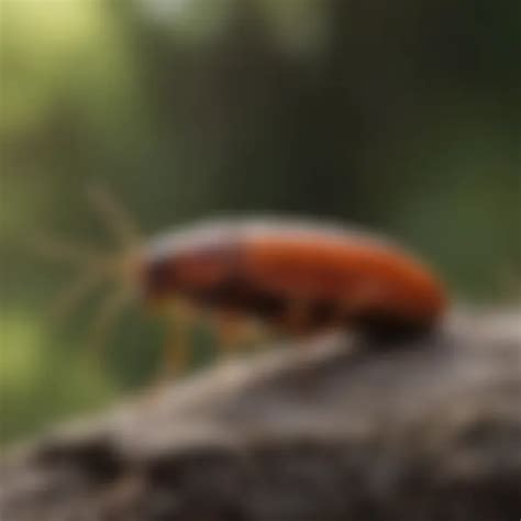 Understanding Feeder Roaches A Comprehensive Guide