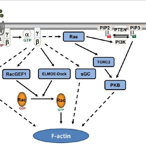 Gpcr Mediated Signaling Network Regulates Actin Cytoskeleton Download Scientific Diagram