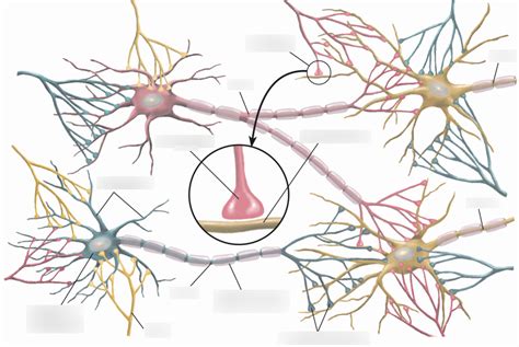 Diagram Of Neuron Connections Quizlet