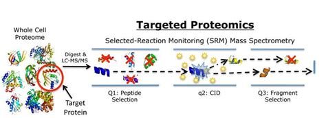蛋白质组学 Mrm Srm技术服务 专业蛋白质谱检测平台――基云生物