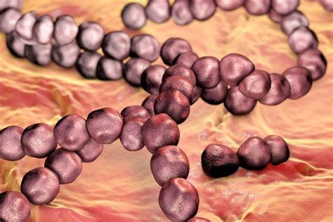 Streptococcus Bacterium Genus