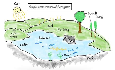 Simple Ecosystem Diagram
