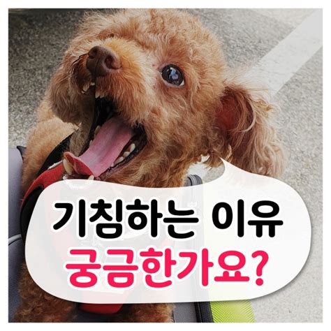 강아지 기침 재채기 콧물 원인 모두 알려드려요 네이버 블로그