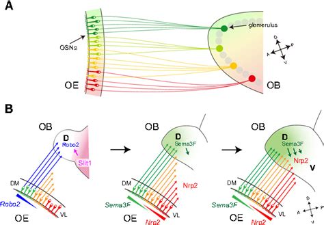 Figure 6 From Neural Map Formation In The Mouse Olfactory System Semantic Scholar