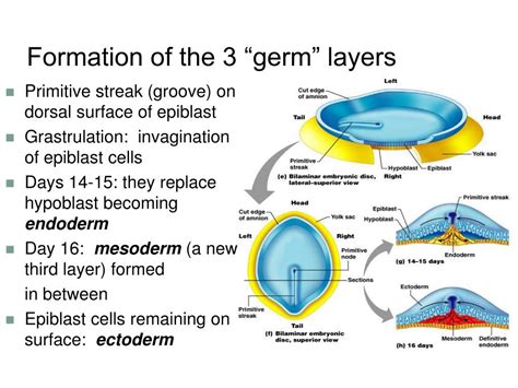 Ppt Basic Embryology Powerpoint Presentation Id 299797