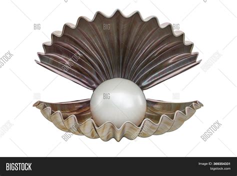 Shell Pearl Clam Image And Photo Free Trial Bigstock