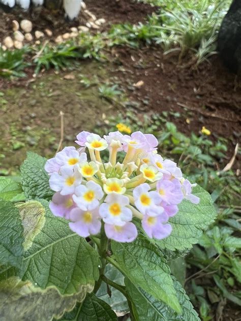 Flower Trailing Lantana Stock Image Image Of Flower 274858991