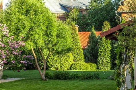 15 Best Trees And Shrubs For Privacy Around The House