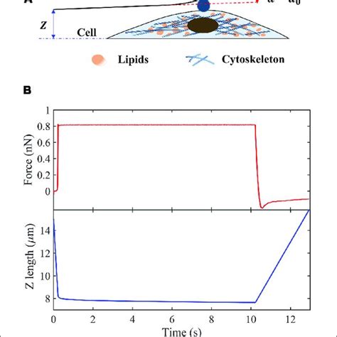Schematic Of Creep Experiments On Living Cells A Schematic Of The Download Scientific