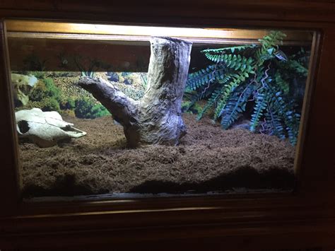 Substrate For Carpet Pythons Aussie Pythons And Snakes Forum