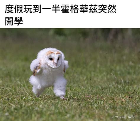 度假玩到一半霍格華茲突然開學