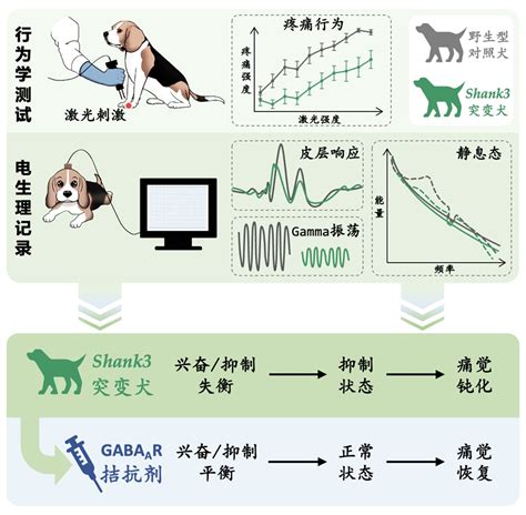 李云海团队发现了调控茎尖分生组织大小和器官大小的重要分子联系中国科学院遗传与发育生物学研究所