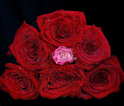 ফুলের ছবি সুন্দর সুন্দর পিক