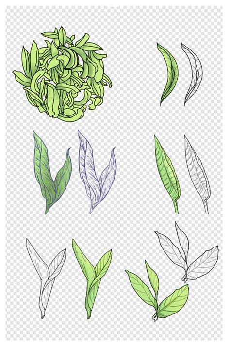 茶芽茶叶手绘线稿简笔画 花瓣网