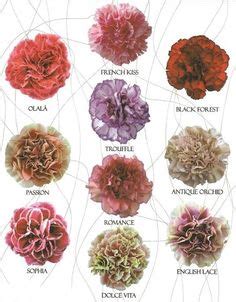 110 Carnation Colors Ideas In 2021 Carnation Colors Carnations Flowers