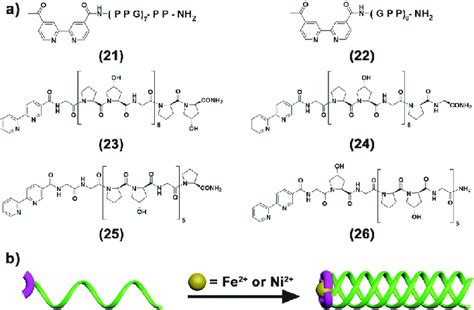 A Structures Of Synthetic Peptides 21 26 B Schematic Download