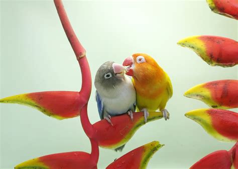 Lovebirds Everything You Need To Know