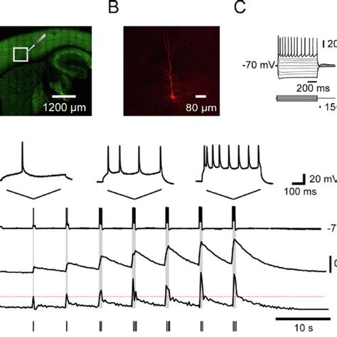 Simultaneous Calcium Imaging And Electrophysiology In A Mouse Motor Download Scientific Diagram