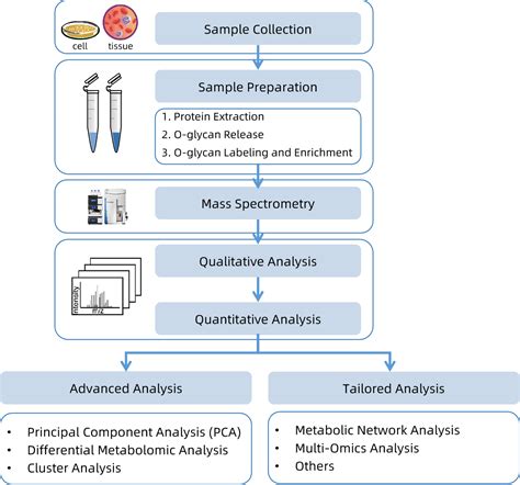 Mannose Type Of O Glycan Analysis Service Mtoz Biolabs