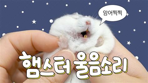 햄스터 울음 소리에 따른 4가지 의미 [햄스터 정보] Youtube