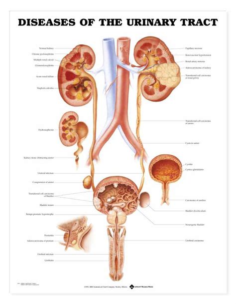 Anatomy Of Urogenital System MedicineBTG Com