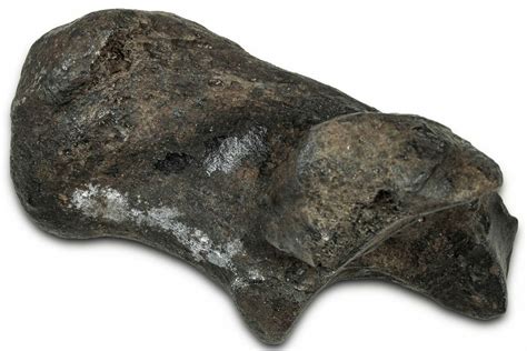 4 Pleistocene Fossil Horse Equus Calcaneus Florida 325964 For