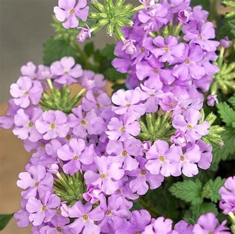 Verbena Vanessa “COMPACT LAVENDER” – Silja