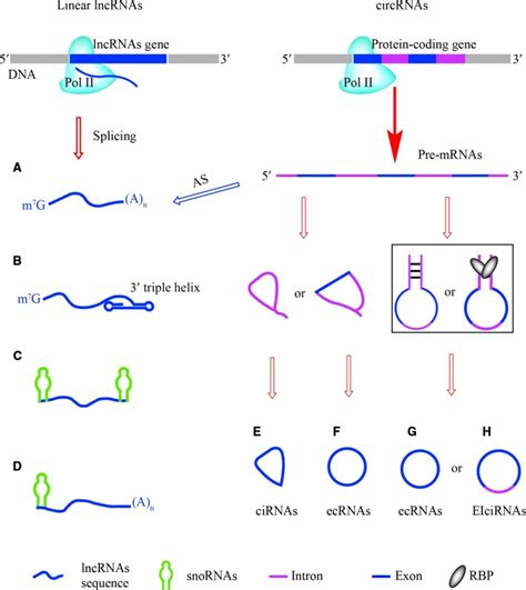 Structure Regulation And Function Of Linear And Circular Long Non Coding Rnas Pmc