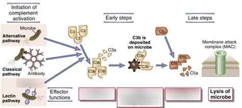 Complement Activation Steps Diagram Quizlet