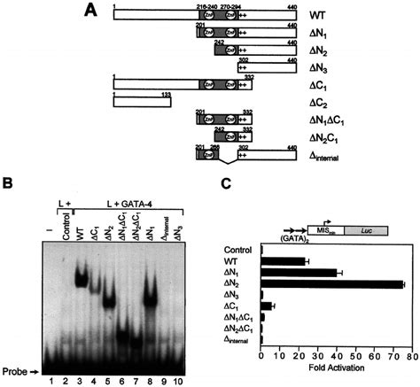 Dna Binding And Transcriptional Properties Of Gata 4 Deletion Mutants Download Scientific